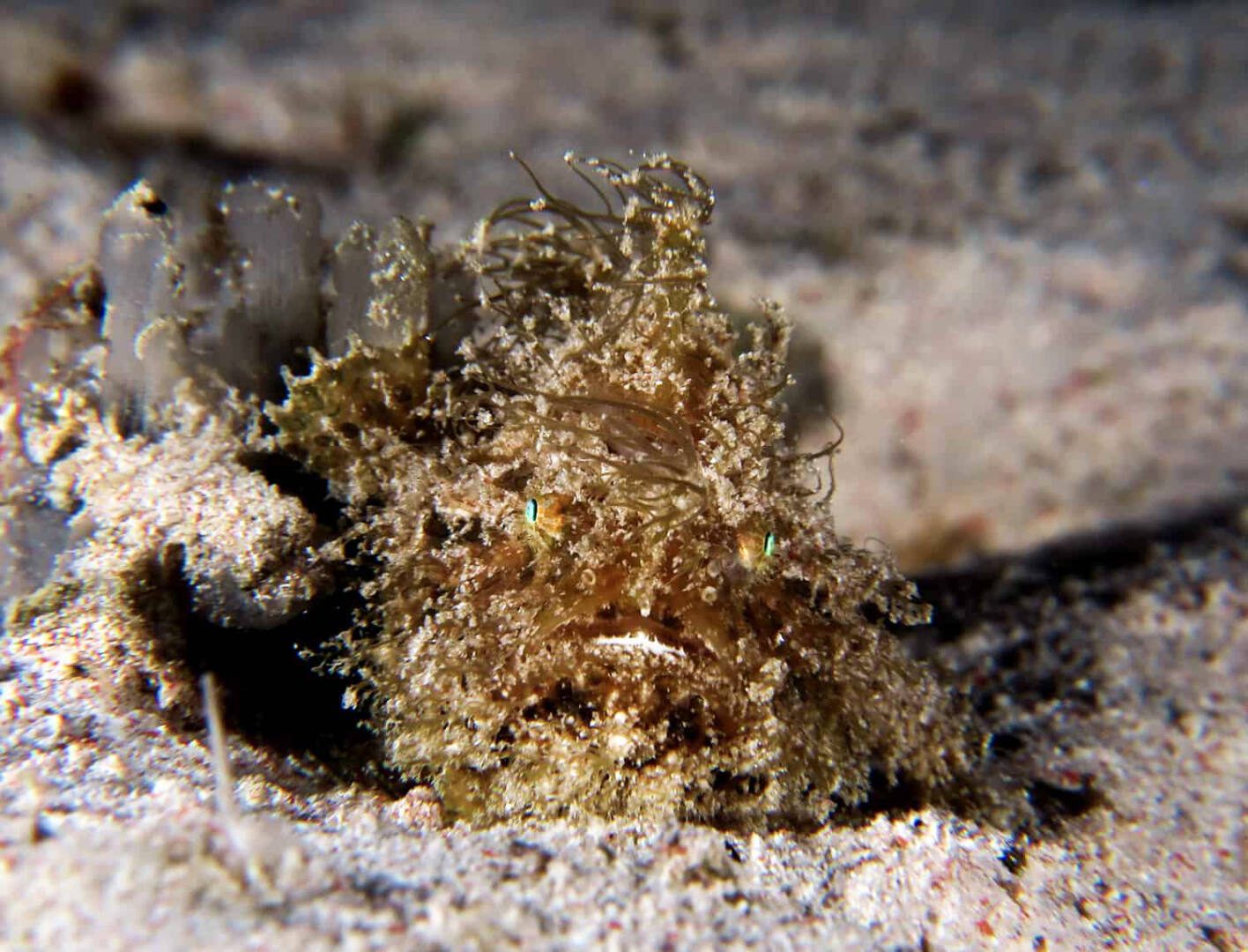 Secretive Hunters of the Deep: Frogfish