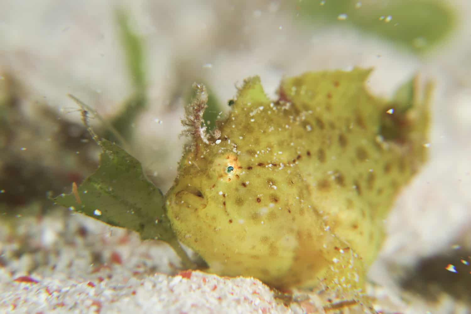 Secretive Hunters of the Deep: Frogfish