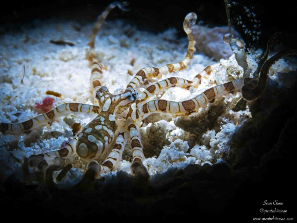 Ultimate Raja Ampat – The Last Paradise (Part 2 of 3) – La Galigo