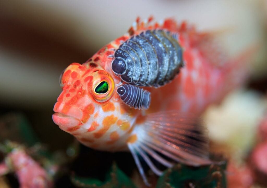 Symbiotic Relationships: 8 Incredible Underwater Symbiotic ...