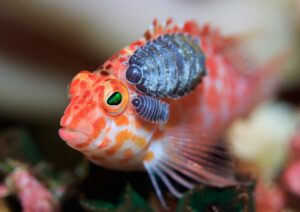 Symbiotic Relationships: 8 Incredible Underwater Symbiotic ...