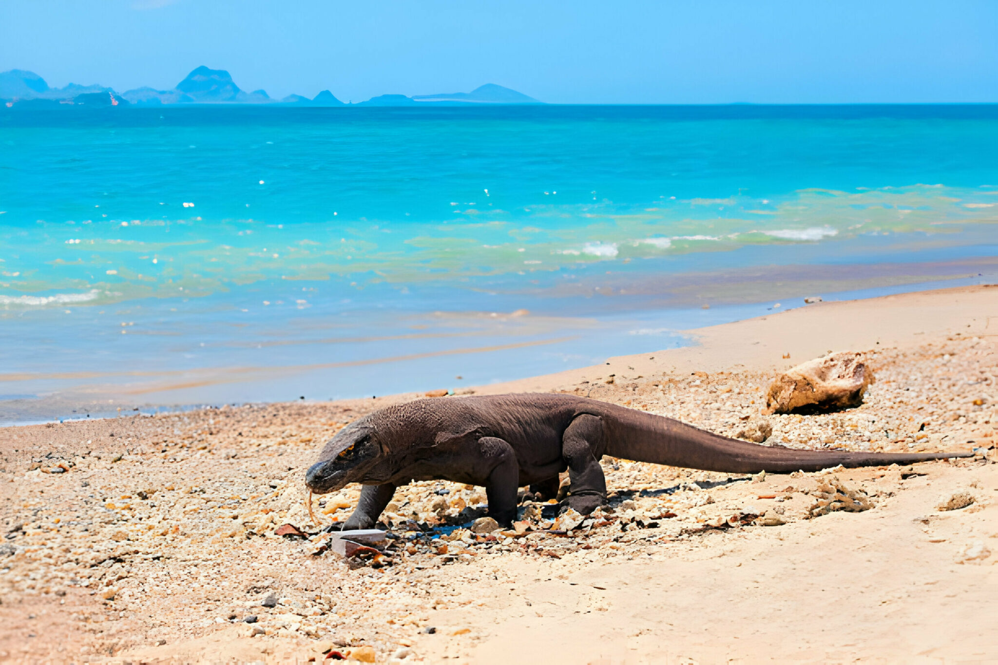 Meet a Jurassic Predator: The Komodo Dragon