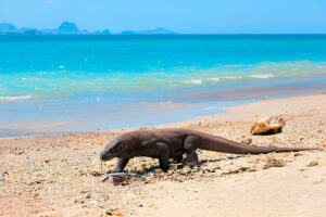 Meet a Jurassic Predator: The Komodo Dragon
