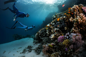 What is Freediving? How To Begin Free Diving - La Galigo