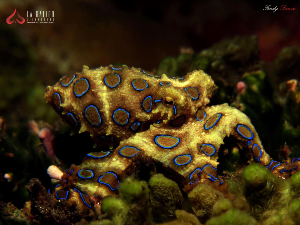 Surprising and Rare Marine Animals Found in Indonesia