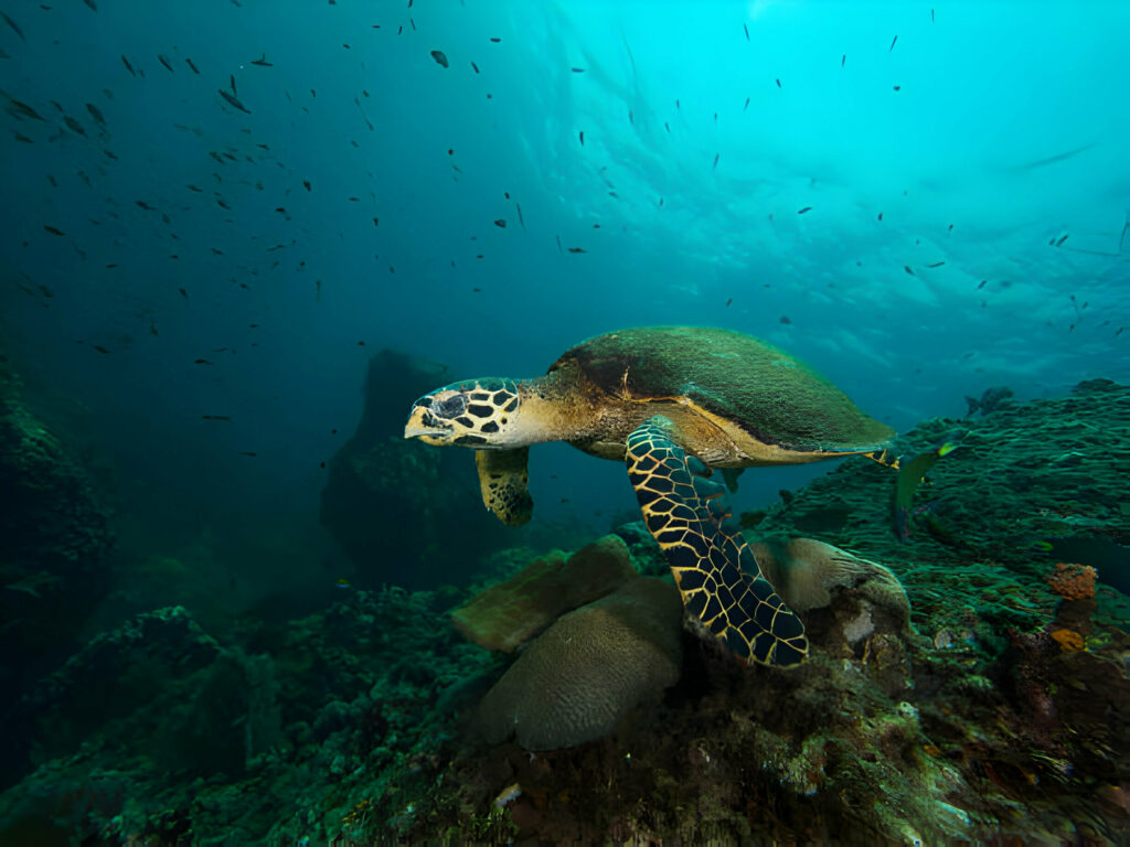 10 Easy Things You Can Do to Save the Oceans - La Galigo