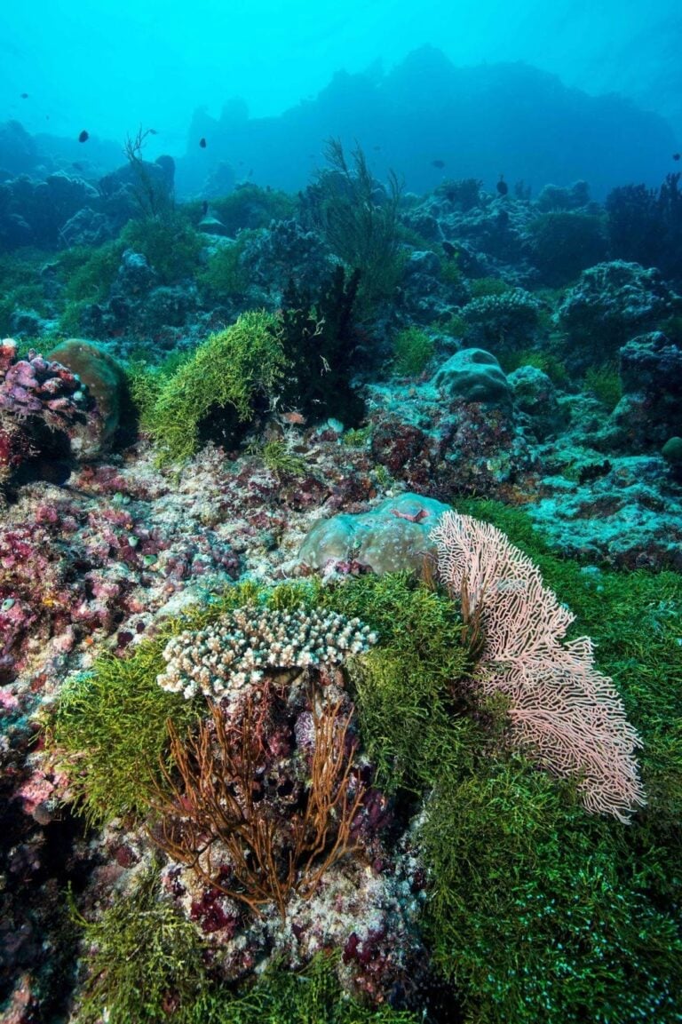 Ocean Plants - Why They're So Important