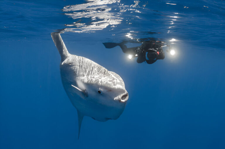 Top 8 Diving Destinations in Indonesia You Can’t Miss (2025 Guide) | La ...