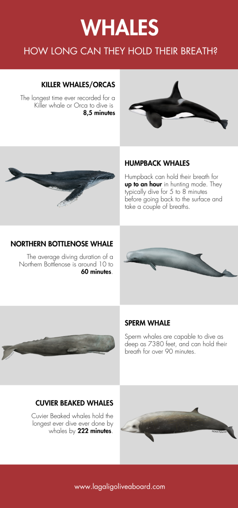 Whales and Their Ability to Hold Their Breath – La Galigo