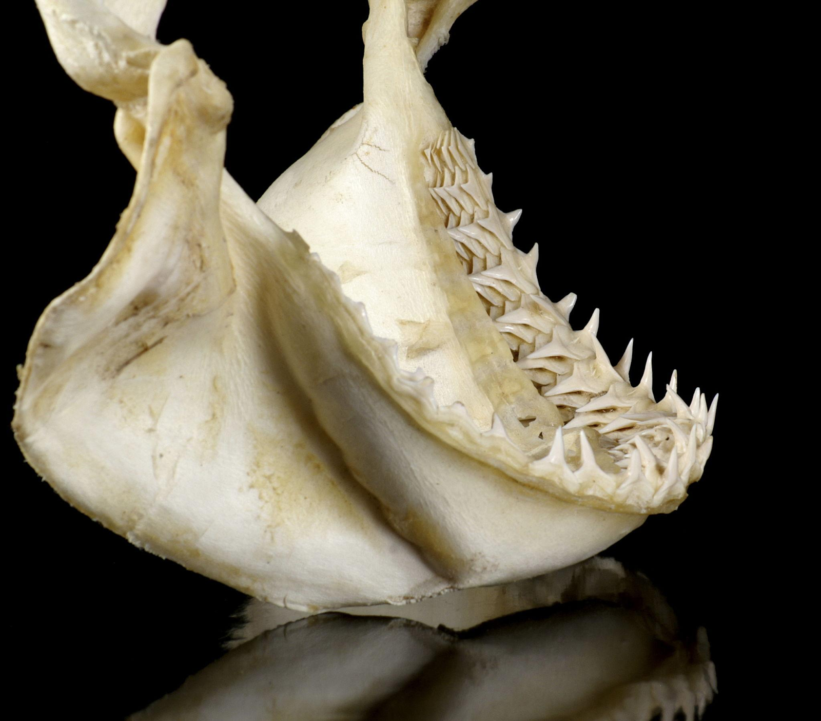 Shark Teeth, all the facts and fiction – La Galigo