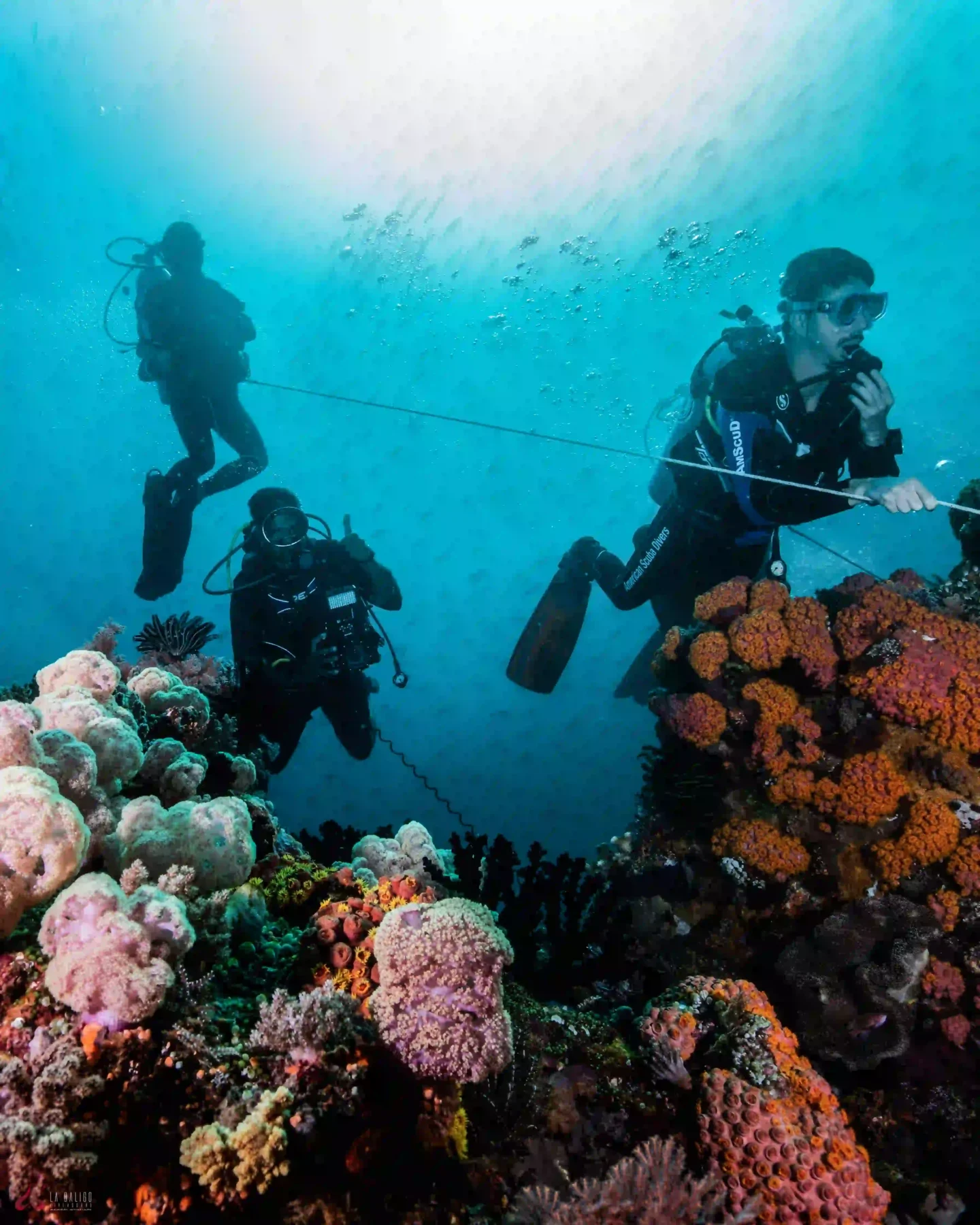 Cape Kri Dive Site, Raja Ampat – La Galigo