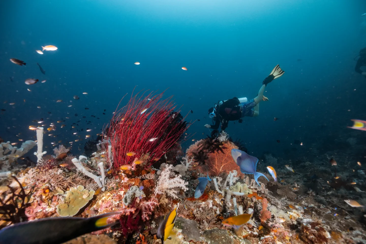 Chicken Reef Dive Site, Raja Ampat – La Galigo
