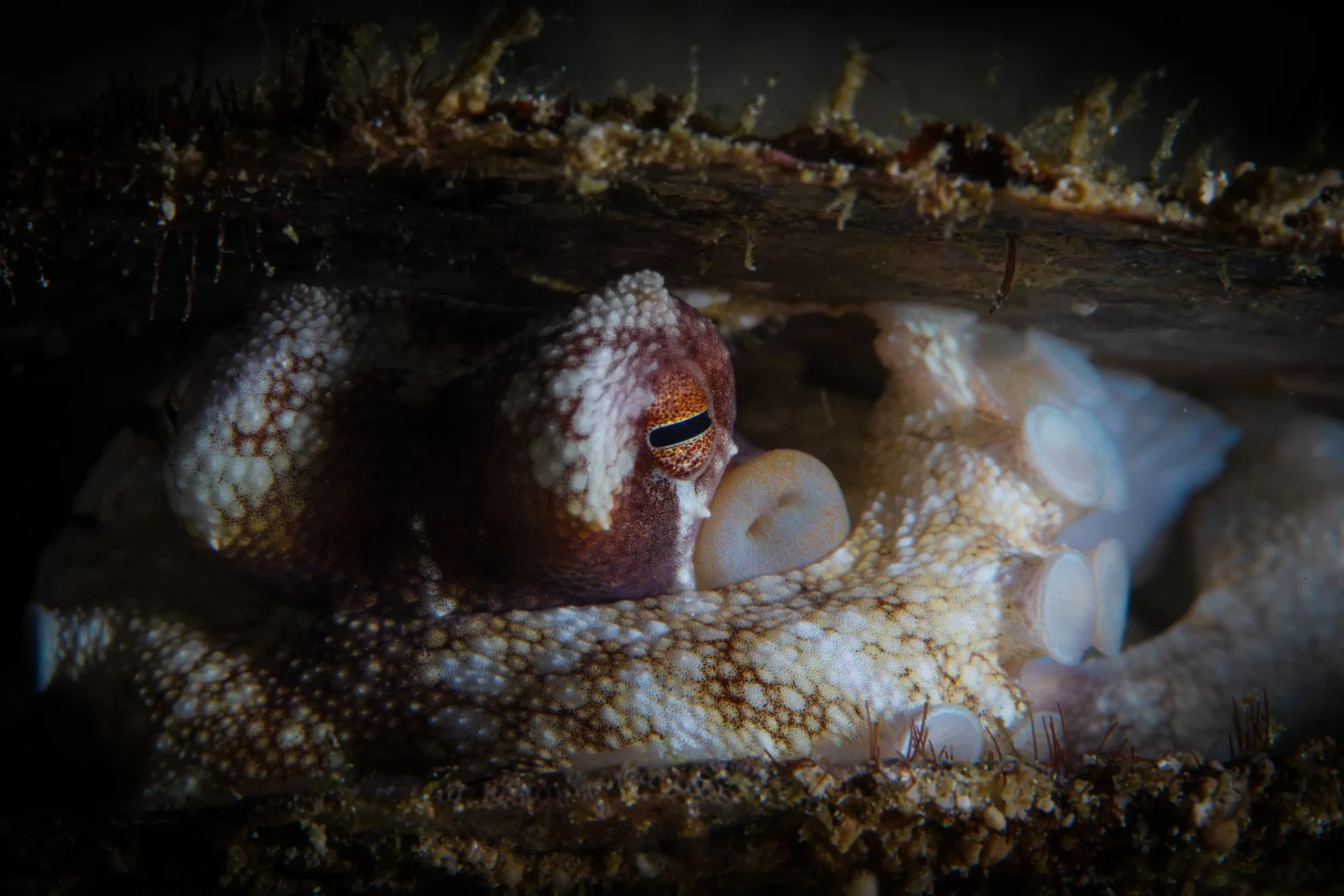 Piaynemo Jetty Dive Site, Raja Ampat – La Galigo