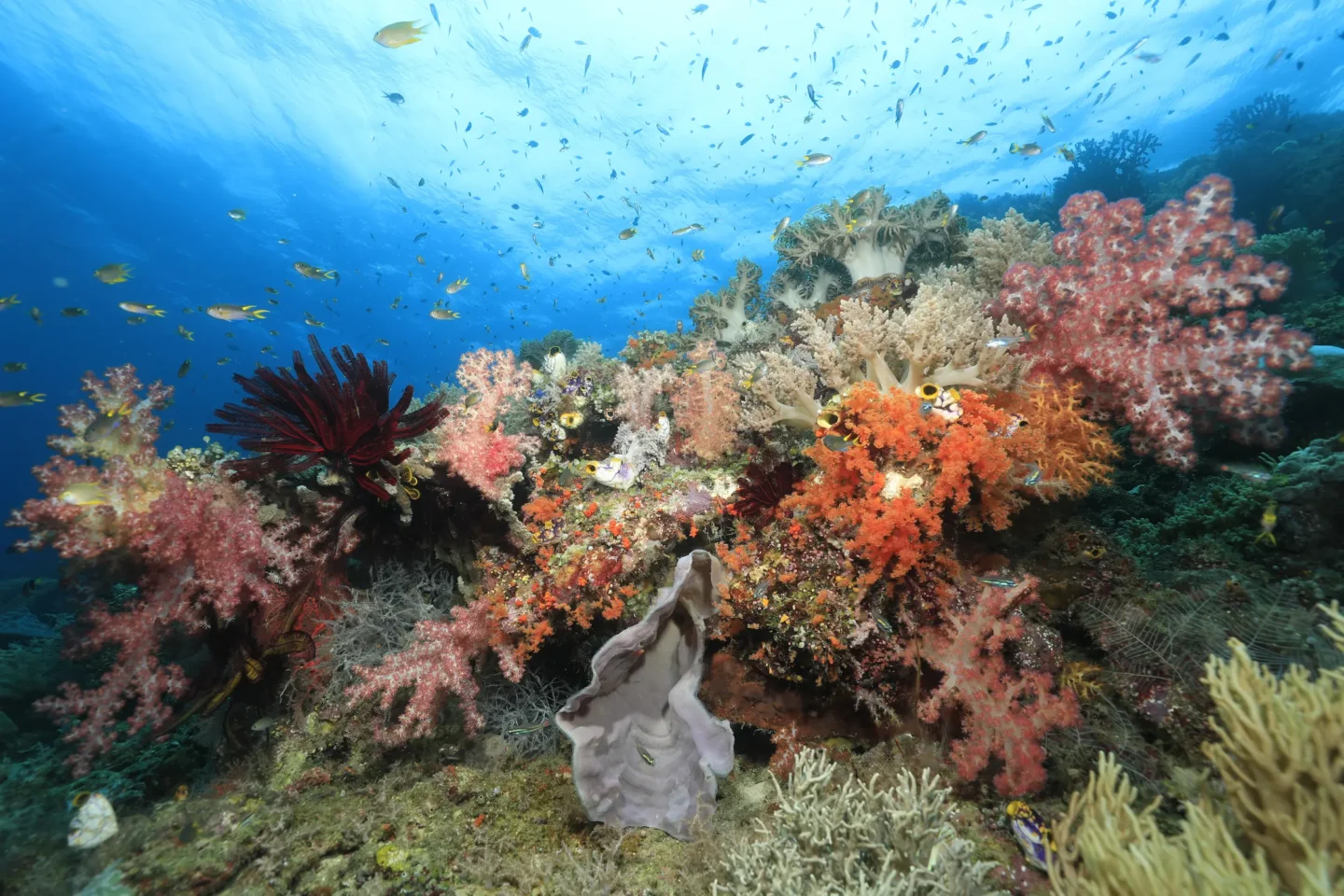 Tank Rock Dive Site, Raja Ampat – La Galigo